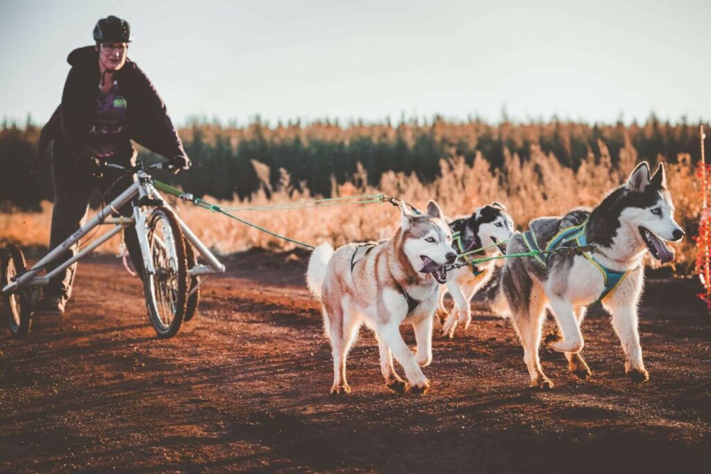 Dog Sledding – Sled Dog Racing Queensland